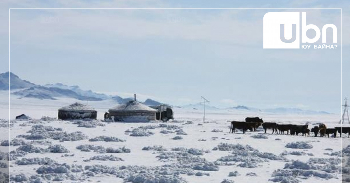 ШУУД Он гарсаар 176 мянга гаруй мал хорогдсон тул зудын нөхцөлд