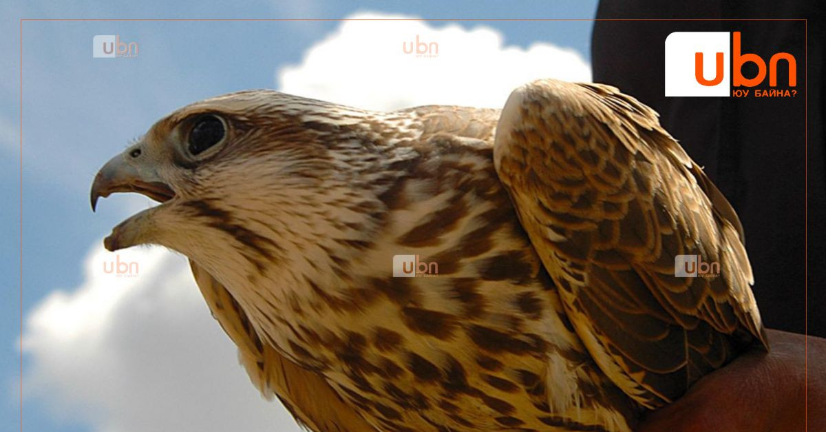 ЦЕГ: Шонхор шувуутай холбоотой мэдээллийг харьяаллын дагуу байгаль ...